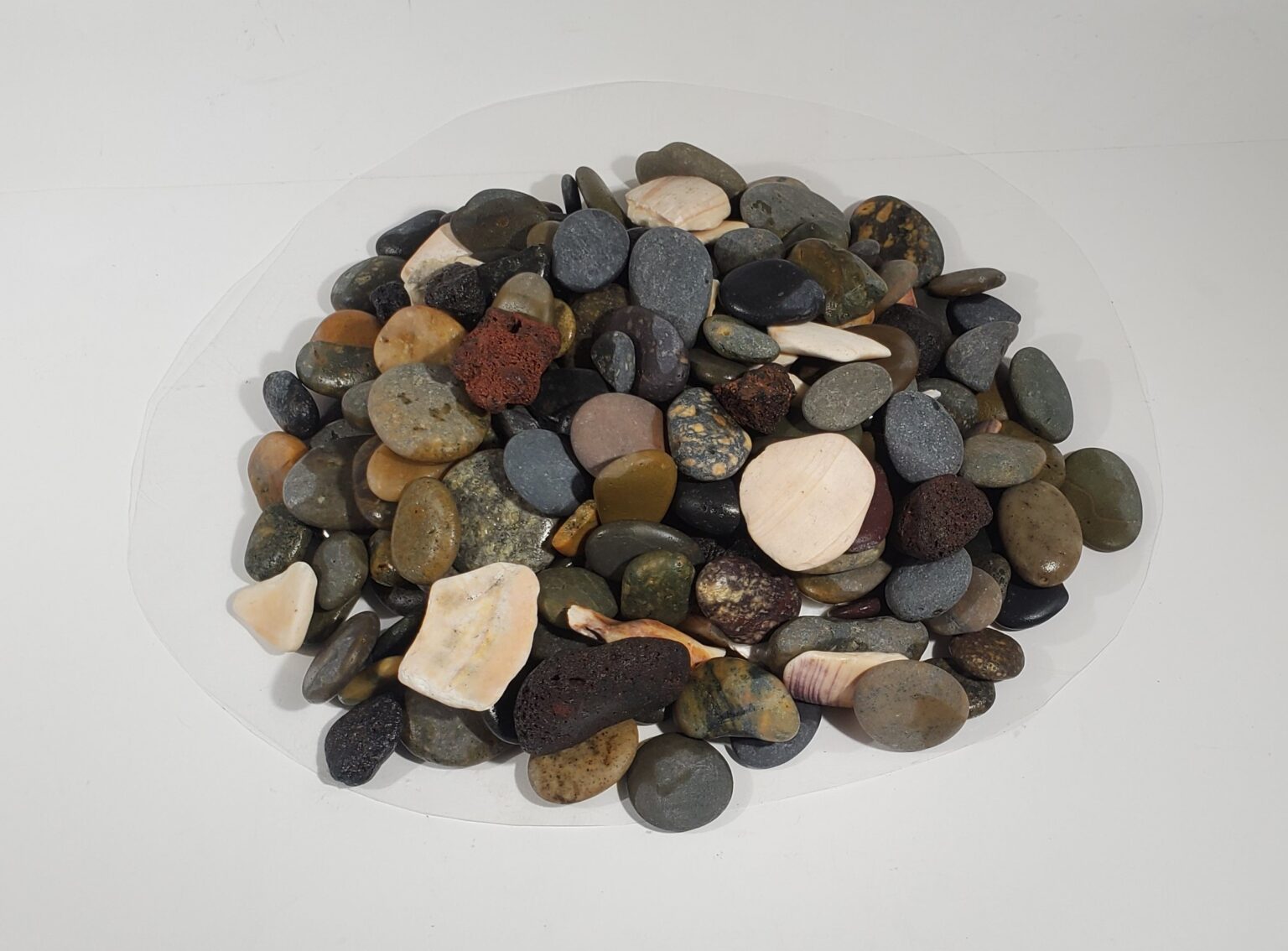 Tumbled Ocean Button Shells - Landscaping Supplies